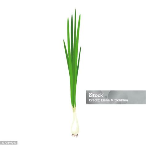 파 알리움 샐러드 양파 야생 체리 샬롯 부추 스코로다 중국 양파 양파 가문의 초본 식물로 다양한 요리를 준비하는 데 음식에 사용됩니다 새싹에 대한 스톡 벡터 아트 및 기타