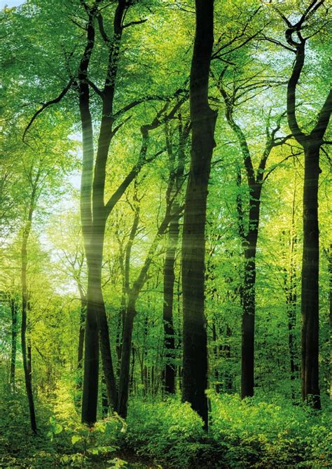 Nqa Iso 14001 Implementation Guide Pdf Environmental Services Industry Industries