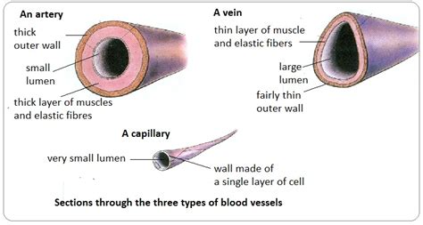 Arteries Functions Types Structure Artery Diseases Healthy Food
