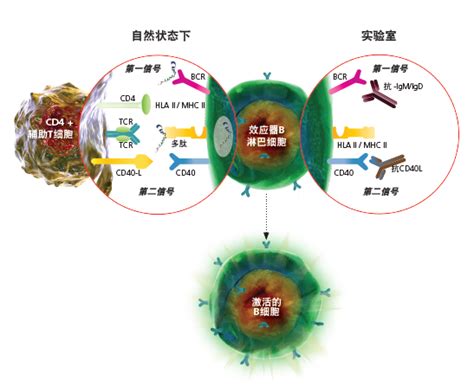 T B Ebioscience Miltenyi Stemcell Sunjinlab Lgc Lucigen