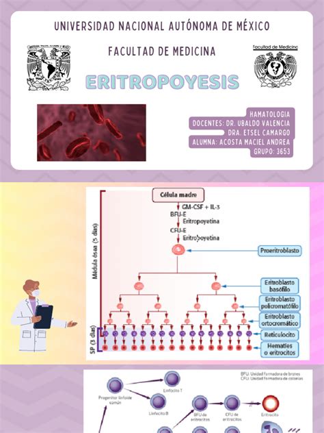 Eritropoyesis Pdf Anatomía Especialidades Medicas