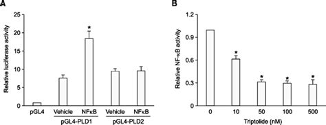 Triptolide Suppresses Pld Expression Via Inhibition Of Nfκb