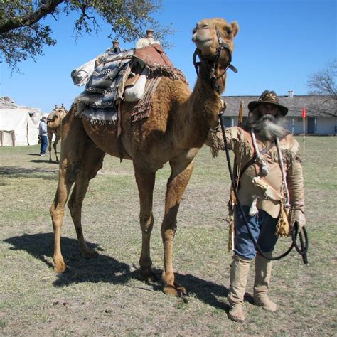 The Camel Corps Why Did The Us Army Bring Camels To Texas The Us
