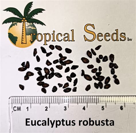 Eucalyptus Robusta 种子