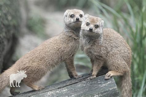 What Animals Eat Mongooses? — Forest Wildlife