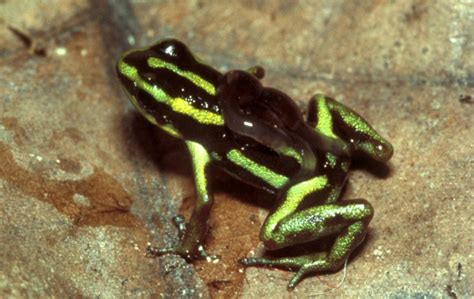 Yellow Bellied Poison Frog Alchetron The Free Social Encyclopedia