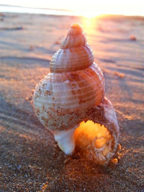Seashell Photography