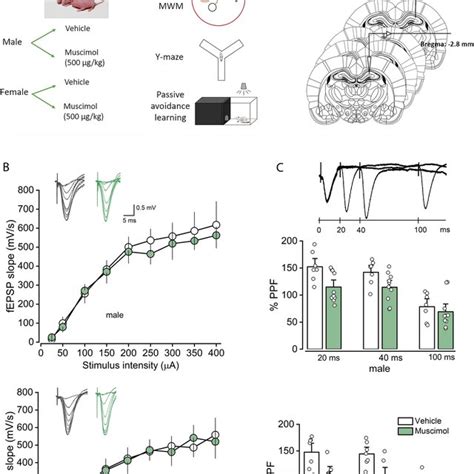 Experimental Design Inputoutput Fuction And Paired Pulse