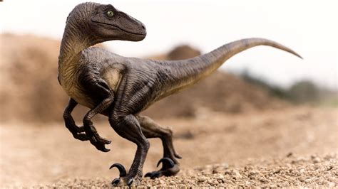26 Facts About Lizard
