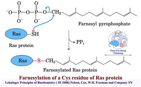 Mcqs On Post Translational Modifications Biotech Mcq