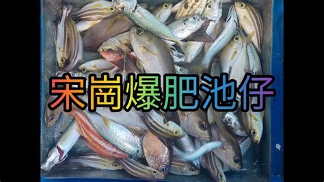 【香港艇釣精華】x 第53集22節 宋崗釣魚魚獲vlog ｜爆釣肥池魚｜雜魚｜20112022 香港釣魚 釣魚 Youtube