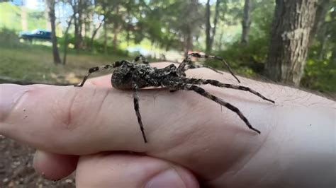 The Hidden Spider Under Your Yard Why The Purseweb Spider Is More