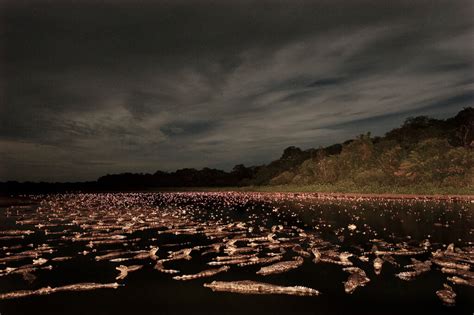 Em 30 Anos Pantanal Perdeu 29 De Superfície De água Ciclovivo
