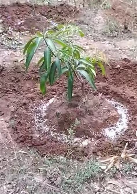 What Are The 9 Best Mango Fertilizers