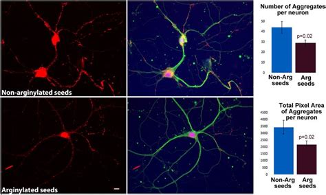 Arginylation partially prevents α syn induced seeding of pathological