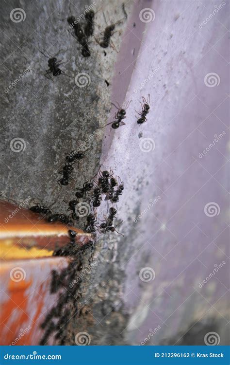 Black Garden Ant Activity Also Known As The Common Black Ant Stock