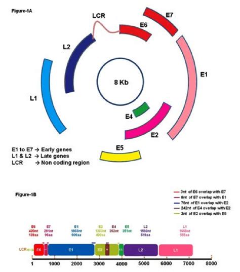A Schematic Representation Of Hpv Genome1 A Circular Format