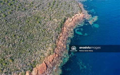 Deniz kıyısında yanan ormanlık alan yeniden yeşeriyor Anadolu Ajansı