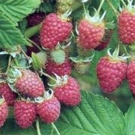 Raspberry Malling Admiral Disease Resistant