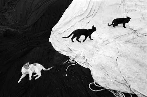 تصاویر برگزیده در مسابقات عکاسی سیاه‌وسفید ۲۰۲۴ قدم به دنیای سایه‌ها