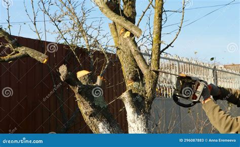 Seasonal Pruning Of Trees In The Village With A Chainsaw Stock Image Image Of Trees Park