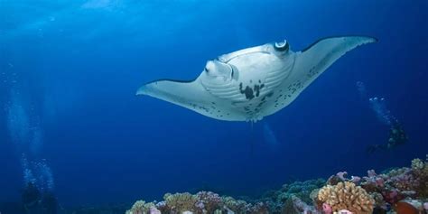 Pesona Surga Taman Bawah Laut Di Labuan Bajo Netgram