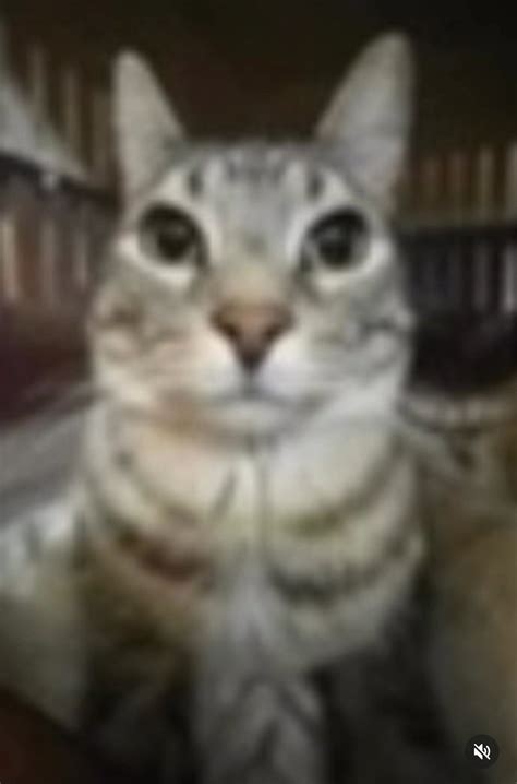 Silly Cats Pictures Silly Images Images  Animal Pictures Goofy