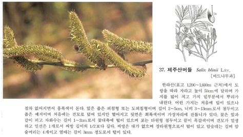 버드나무속 Salix Linn