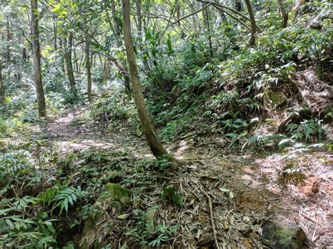 秋高氣爽走一回 鵲子山 健行筆記
