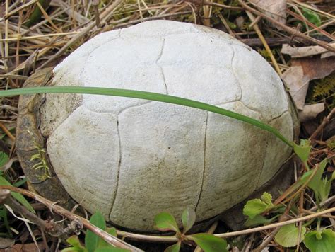 Blue Jay Barrens Spider In Turtle Shell