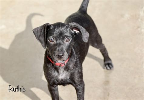 Ruthie — Fetch Wisconsin Rescue