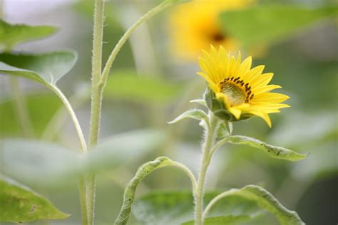 노란 해바라기 꽃 해바라기 꽃 클로즈업 녹색 배경에 해바라기 꽃 배경 뒤 해바라기의 녹색 부분 해바라기 줄기 해바라기 잎 0명에 대한 스톡 사진 및 기타 이미지 Istock