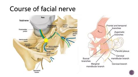 Cranial Nerves Vii Xiipptx