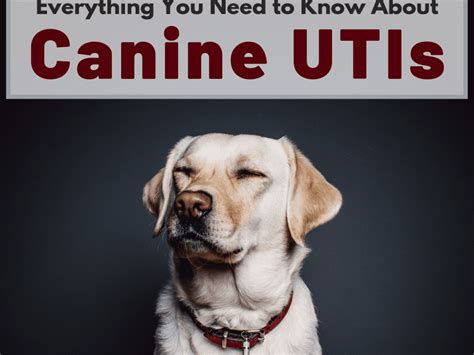 How Do You Treat A Dogs Urinary Tract Infection