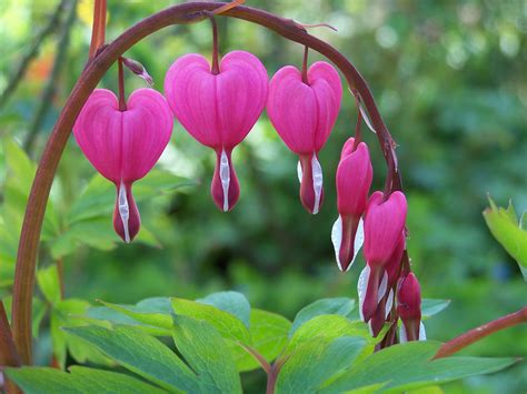 Dicentra Eximia Alba — Mosgiel Garden Place