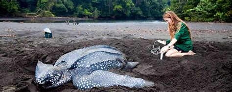 Ureka Rovníková Guinea Placemania