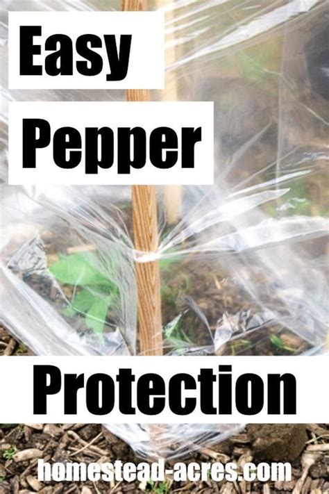 Easiest Way To Protect Pepper And Tomato Plants From The Cold Fall