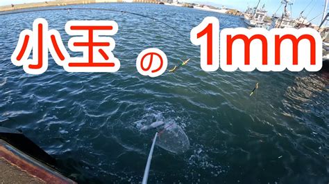 北海道の鮭釣りvlog 2024919 Fishing 北海道の釣り 鮭釣り ＃アキアジ Youtube