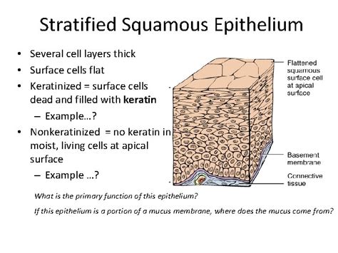 Simple Squamous Epithelium Single Layer Of Flat Cells
