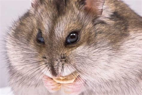 Do Hamsters Hibernate In Winter And What Is Torpor Hamsters 101