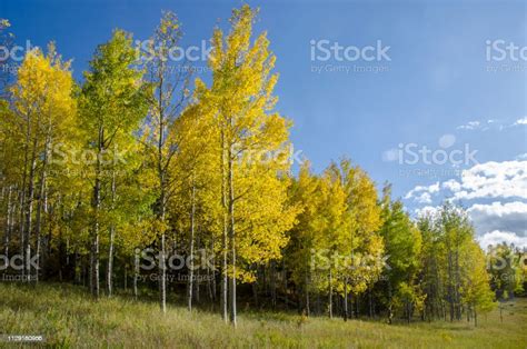 콜로라도 록 키 산맥에서 피크 색상 Aspens 가문비나무에 대한 스톡 사진 및 기타 이미지 가문비나무 가을 경관