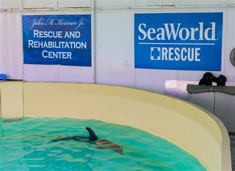 Seaworld Orlando Tickets Animal Experiences Rides