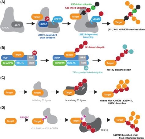 Assembly And Function Of Branched Ubiquitin Chains Trends In