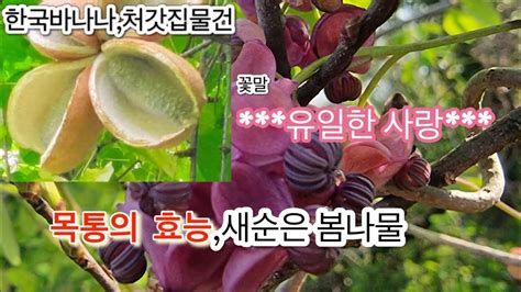 으름덩굴꽃 목통효능 Youtube