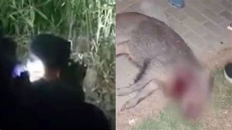 警察开枪击毙“入侵”小区的野猪 现场群众：这猪看着好香凤凰网视频凤凰网