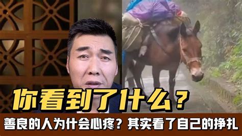 为何峨眉山负重前行的骡子让许多网友破防？看到的不是骡子是自己 Youtube