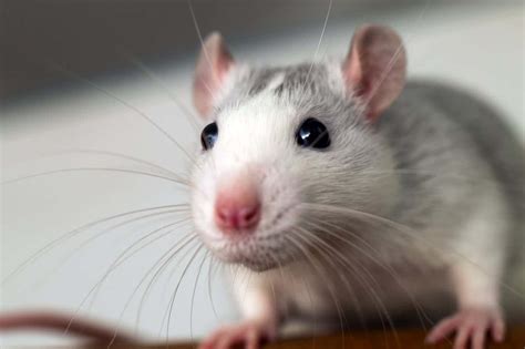 Baby Mice Wallpapers Wallpaper Cave