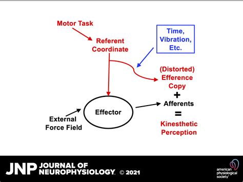 Efference Copy In Kinesthetic Perception A Copy Of What Is It Journal Of Neurophysiology