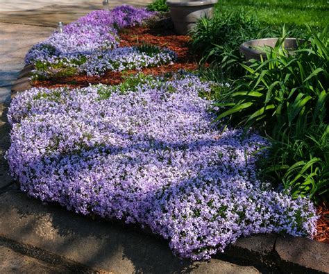 Fast Growing Ground Cover Plants 12 Picks For Quick Results Homes