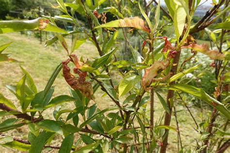 Peach Leaf Curl Damaging Leaves Of Peach Tree In Orchard Stock Image Image Of Curl